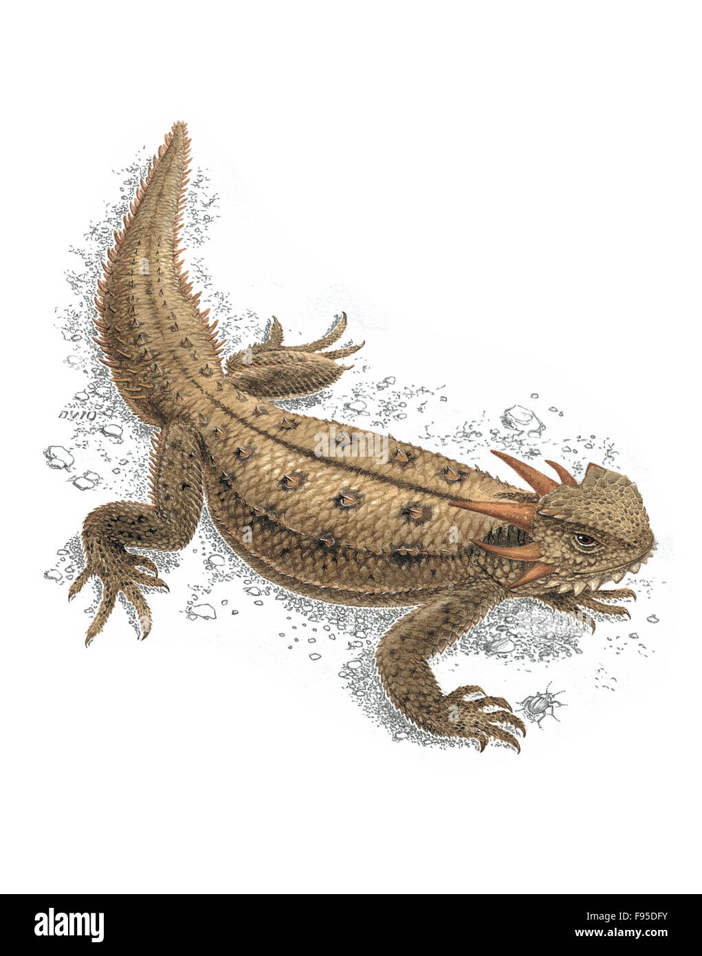 Flat lizard illustration endangered lizard flat hi-res stock ...