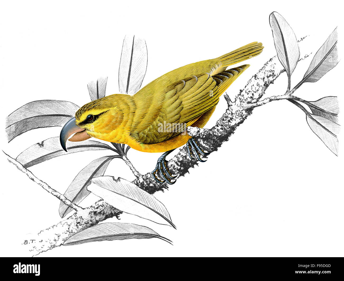 Maui parrotbill hi-res stock photography and images - Alamy