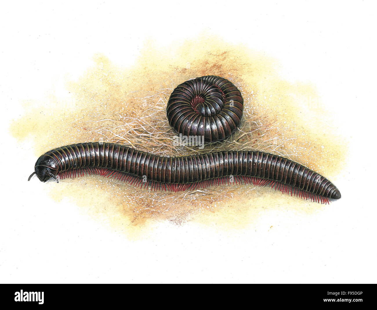 Slow moving insects hi-res stock photography and images - Alamy