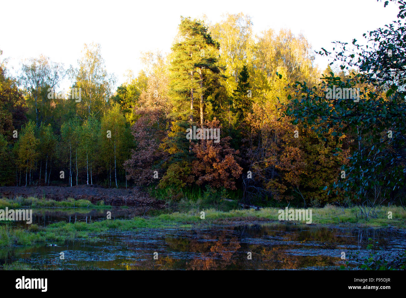 Beautiful landscape. Field and edge of forest Russia Stock Photo - Alamy