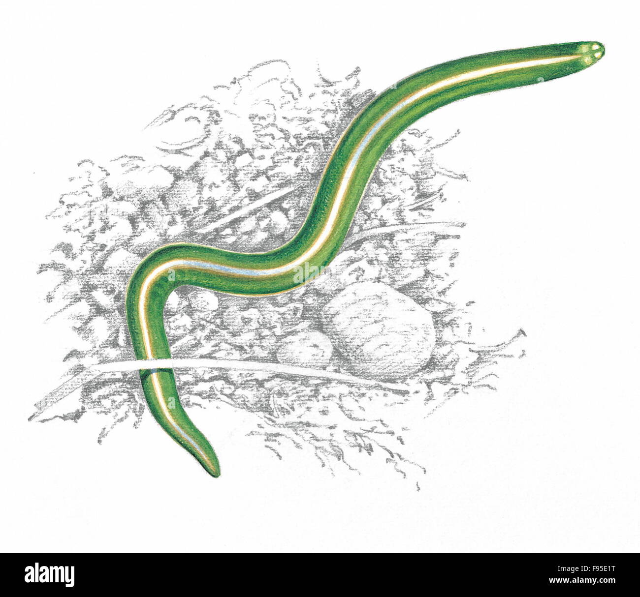 Phylum nemertea hi-res stock photography and images - Alamy