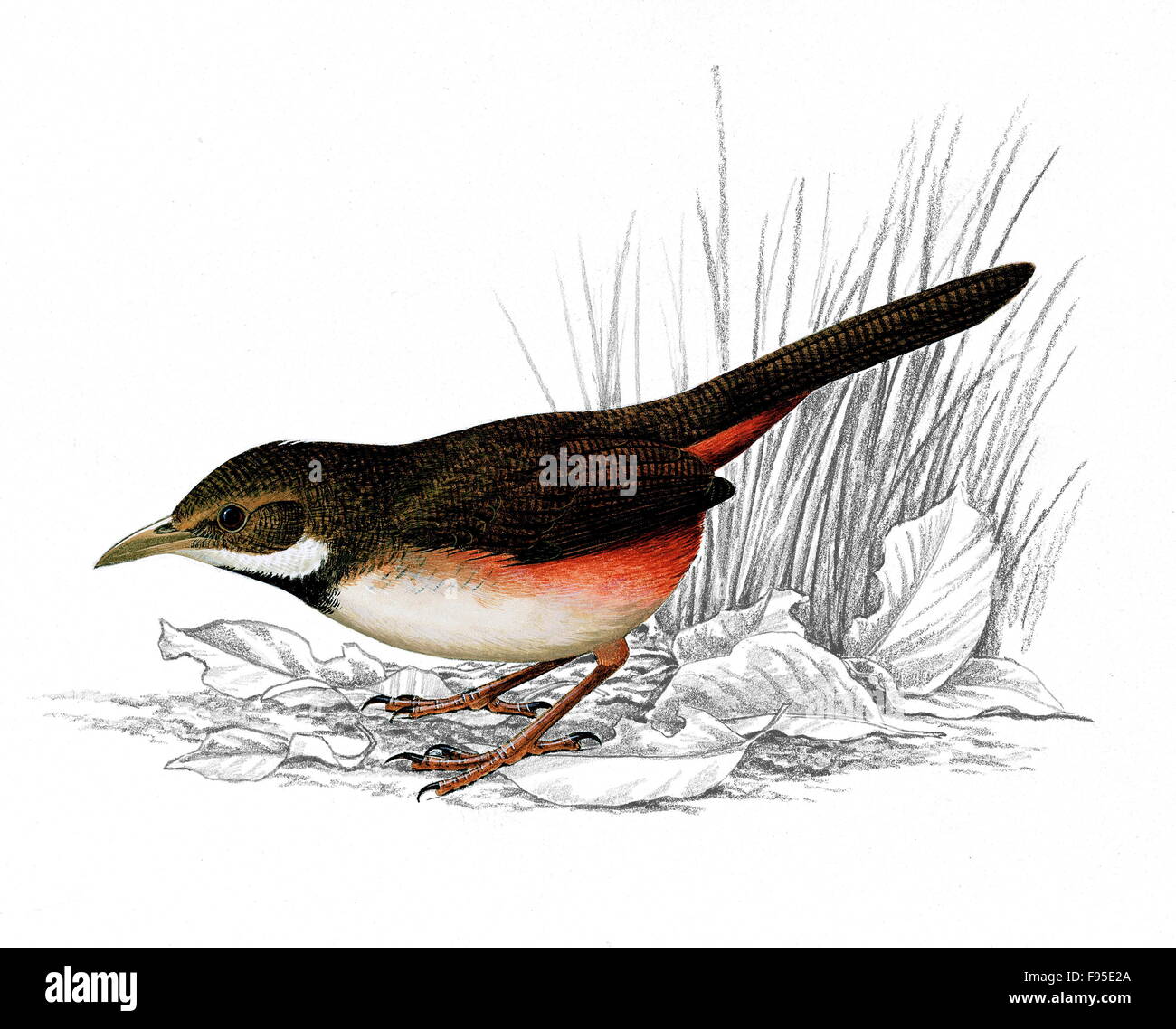 Australias rarest birds Cut Out Stock Images & Pictures - Alamy