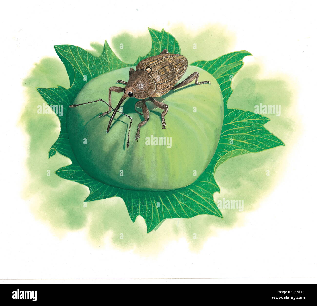 Curculionidae beetles hi-res stock photography and images - Alamy