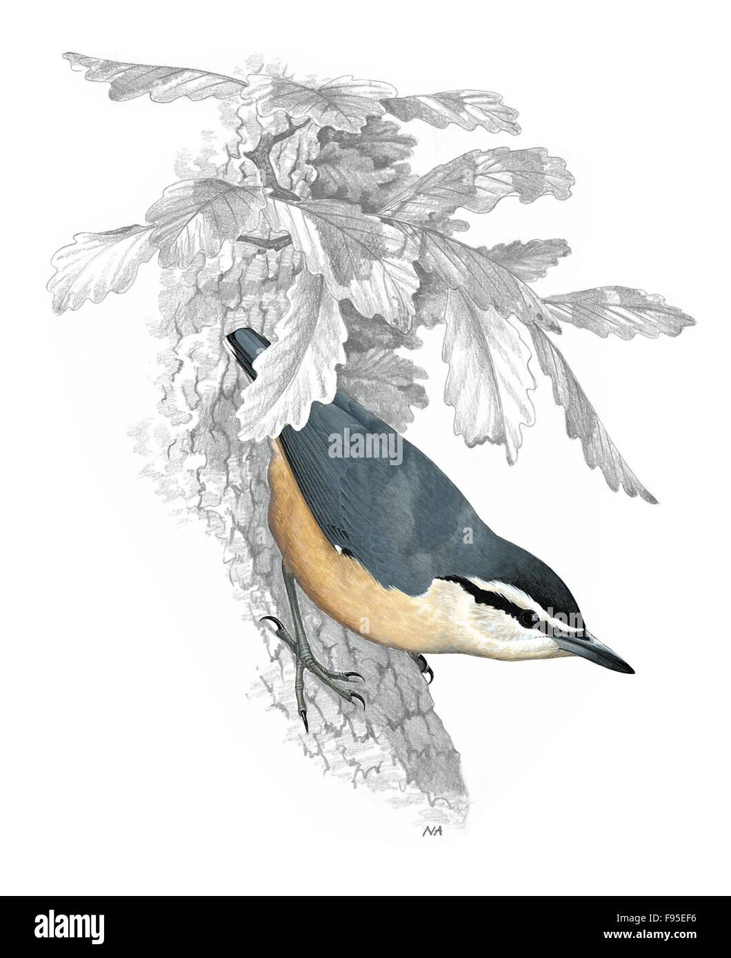 Nuthatch illustration hi-res stock photography and images - Alamy