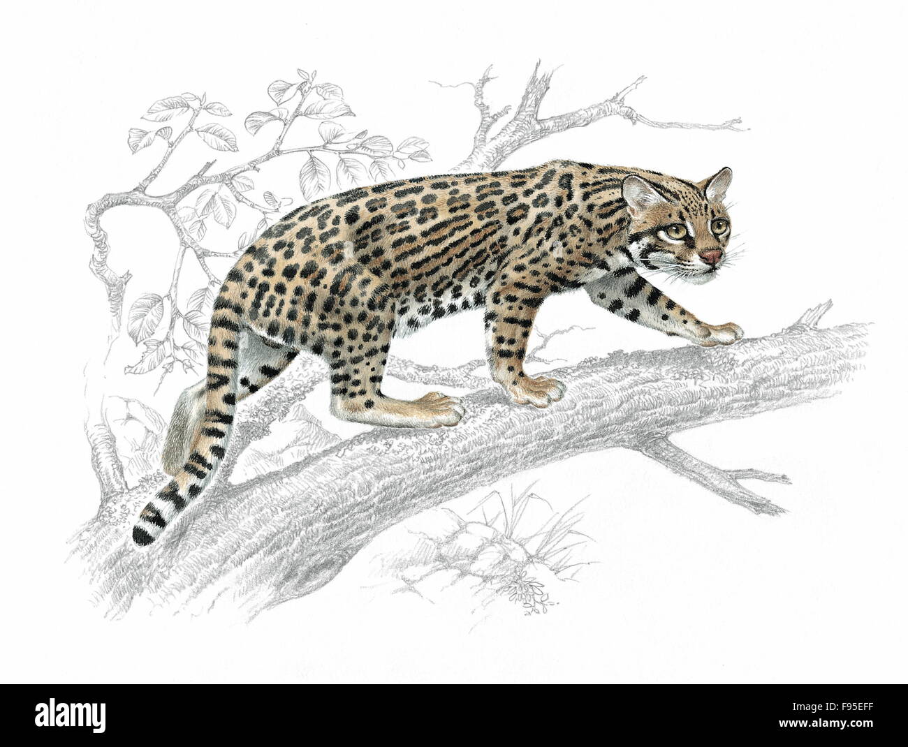 Ocelot illustration endangered ocelot leopardus Cut Out Stock Images ...