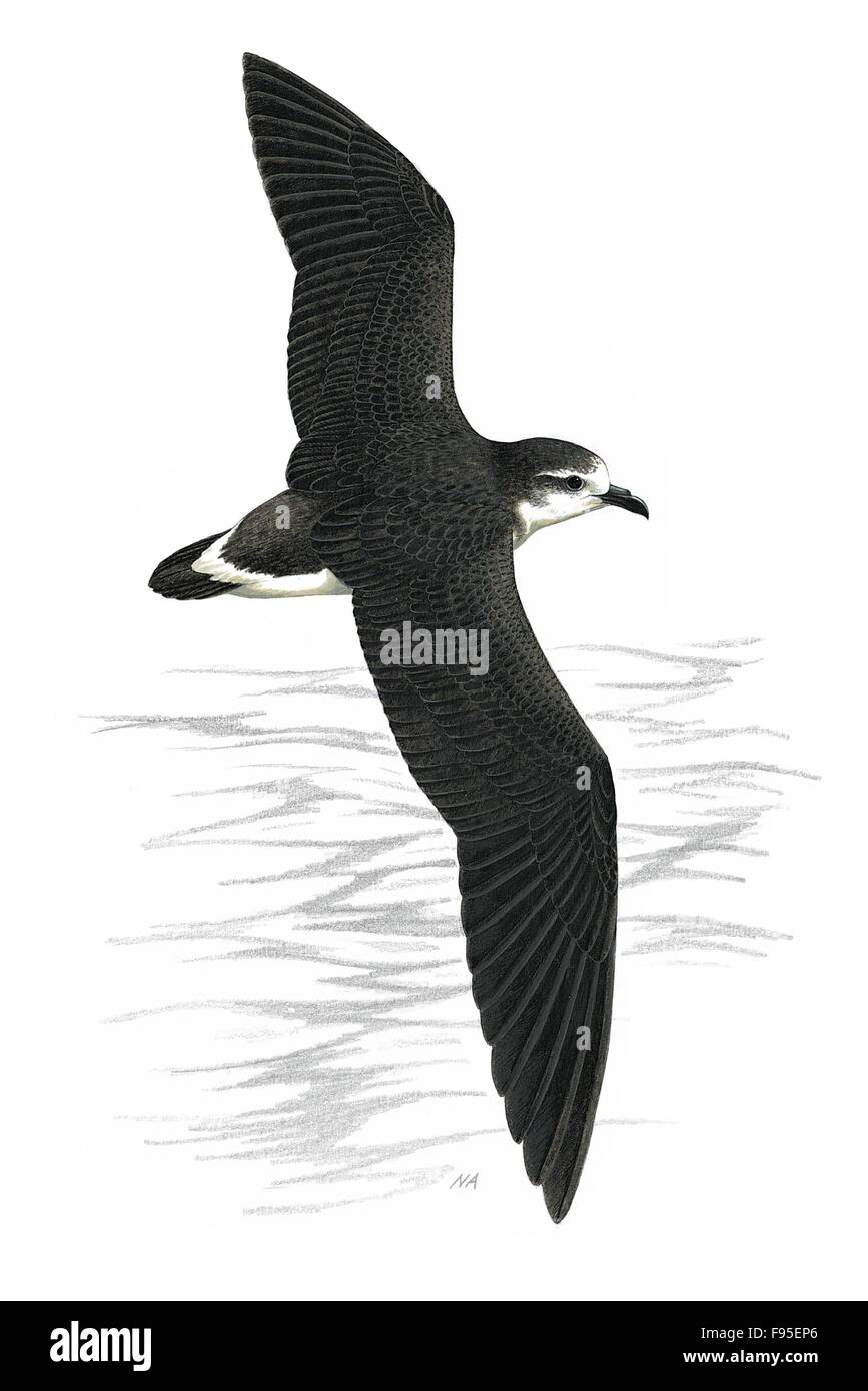 History historical archive archivalillustration hi-res stock ...