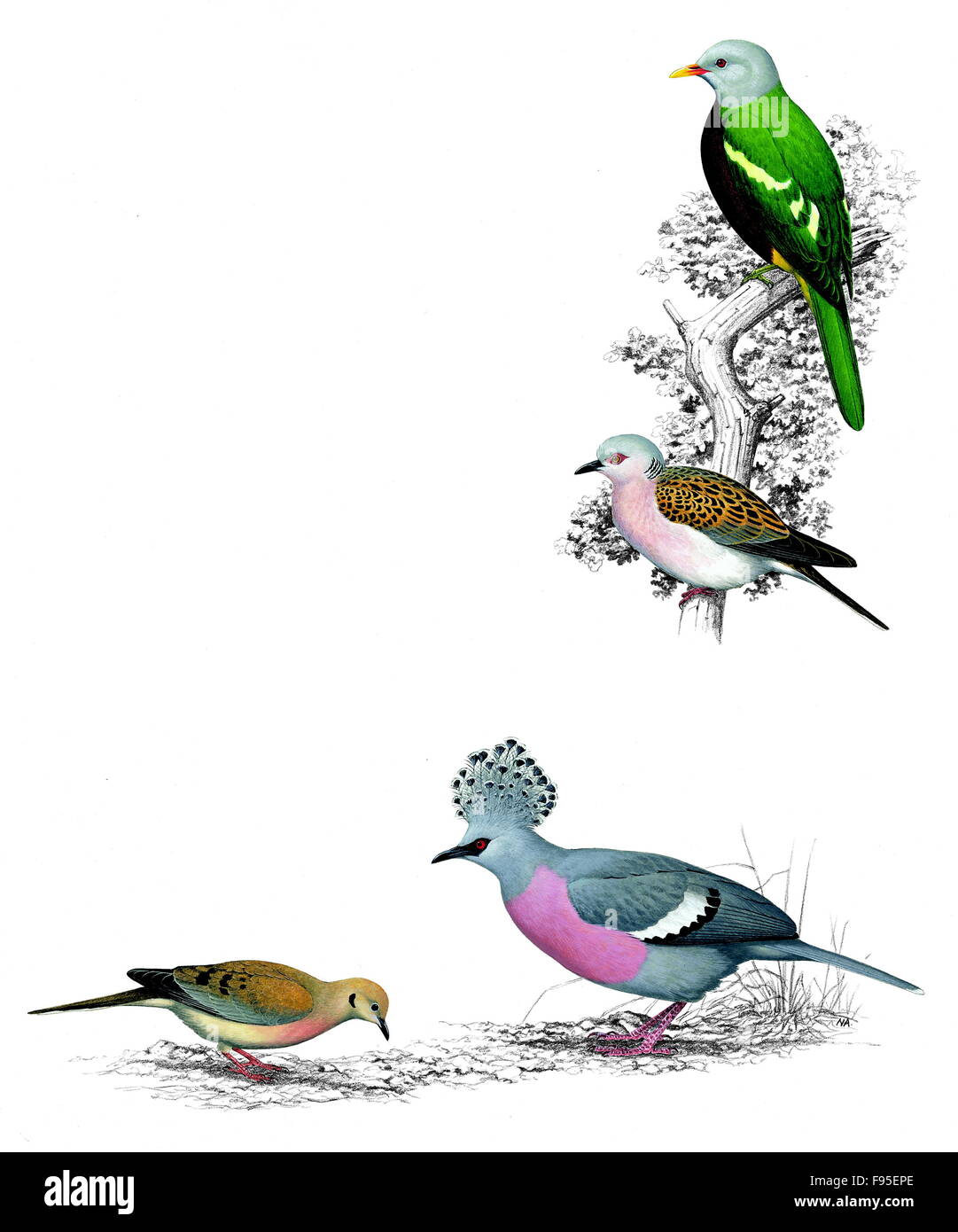 Historical birds hi-res stock photography and images - Alamy