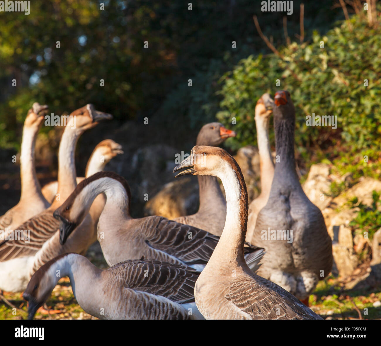 View of many goose in the countryside Stock Photo - Alamy