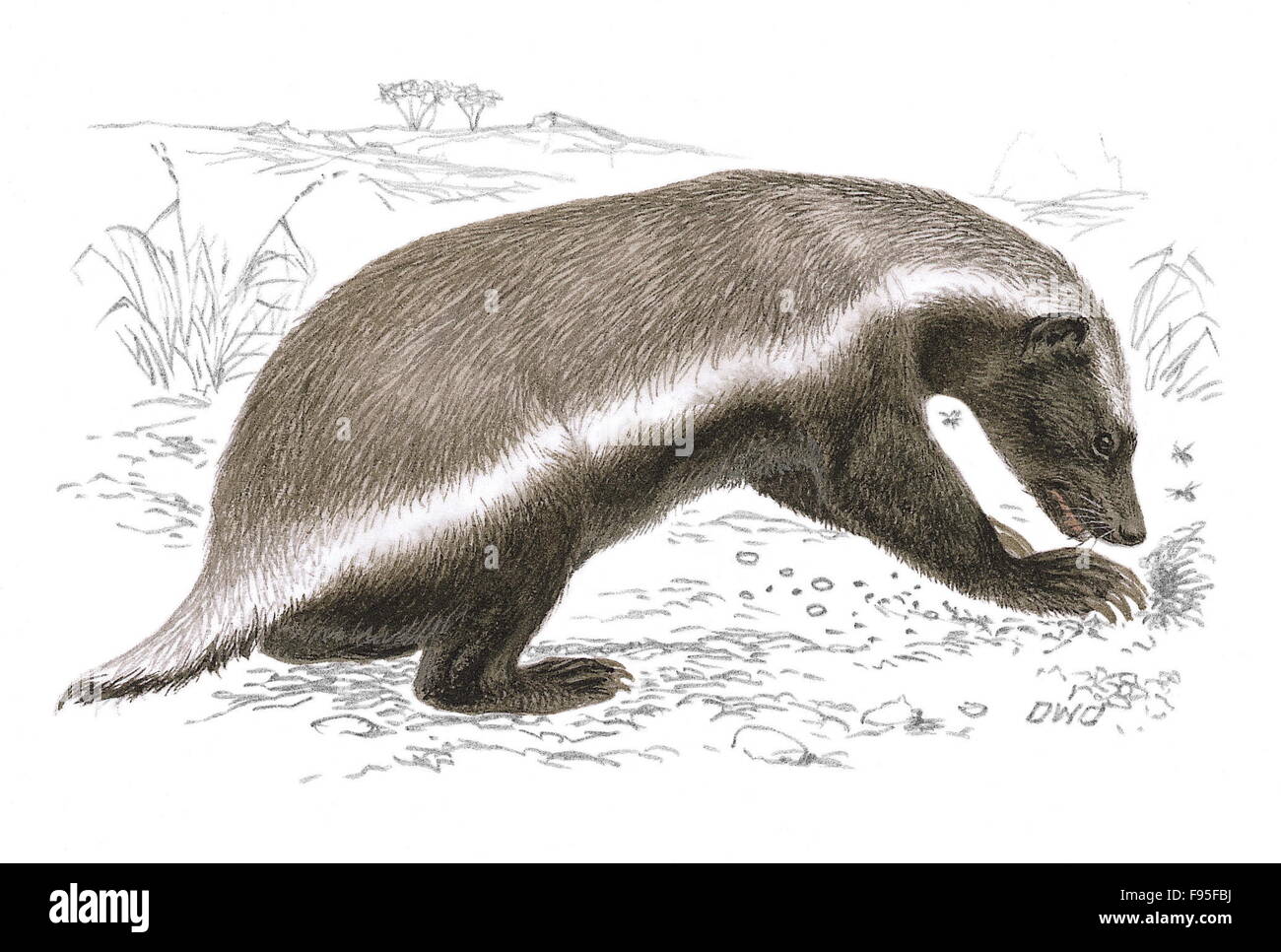 Angry Badger Drawing