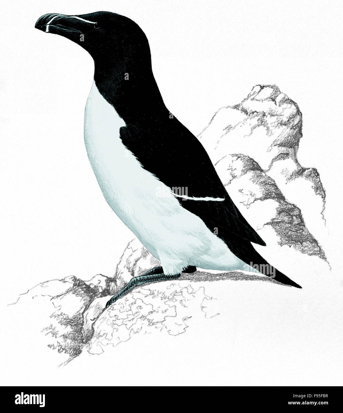 Razorbill illustration bird aves razorbill alca High Resolution Stock ...
