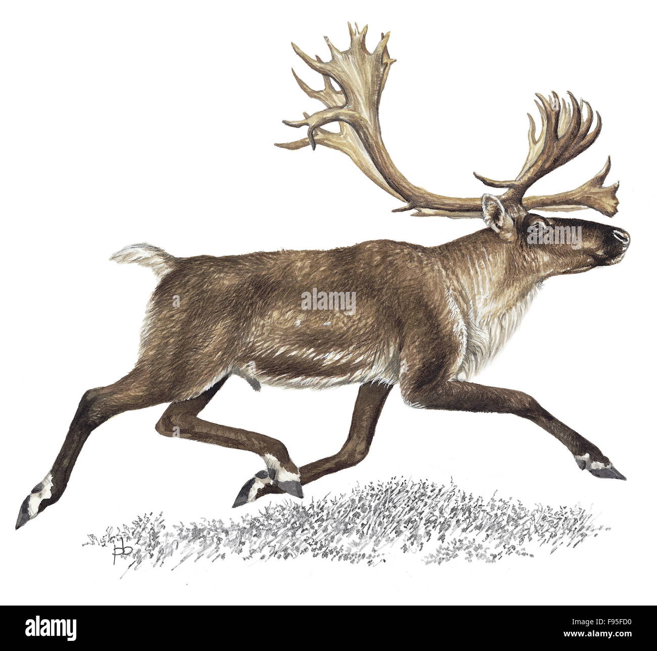 Artiodactyla mammal ruminants Cut Out Stock Images & Pictures - Alamy