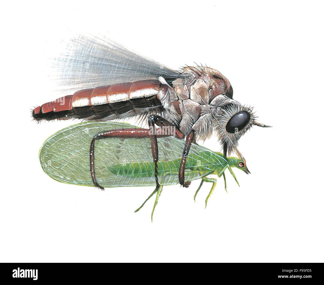 Robber fly insects illustration bugs robber fly hi-res stock ...