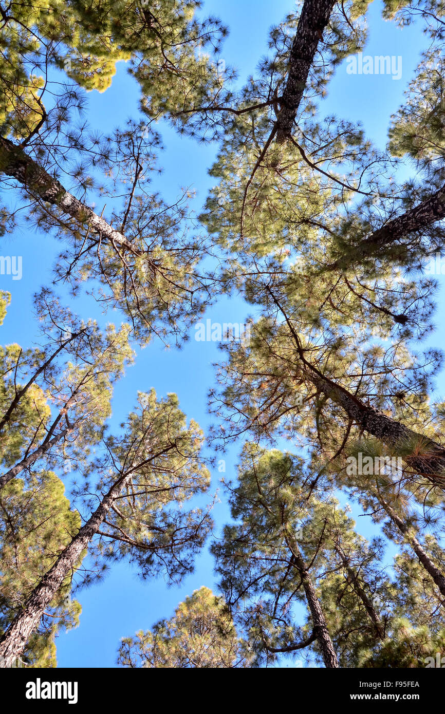 Pine Tree View Stock Photo - Alamy