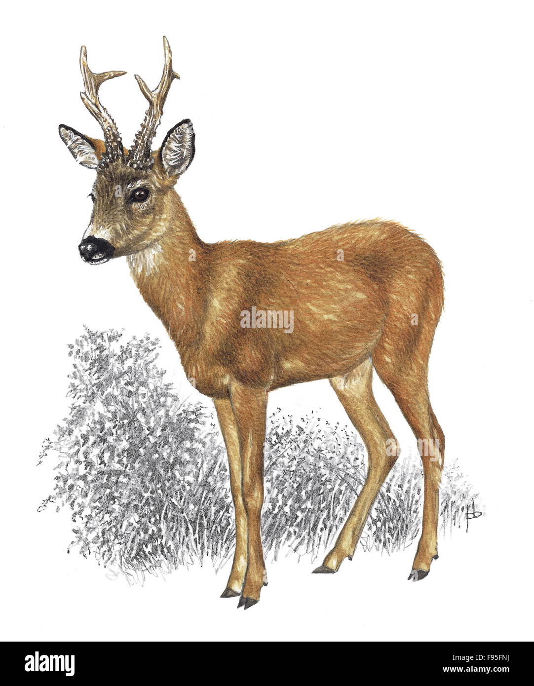 Deer illustration hi-res stock photography and images - Alamy