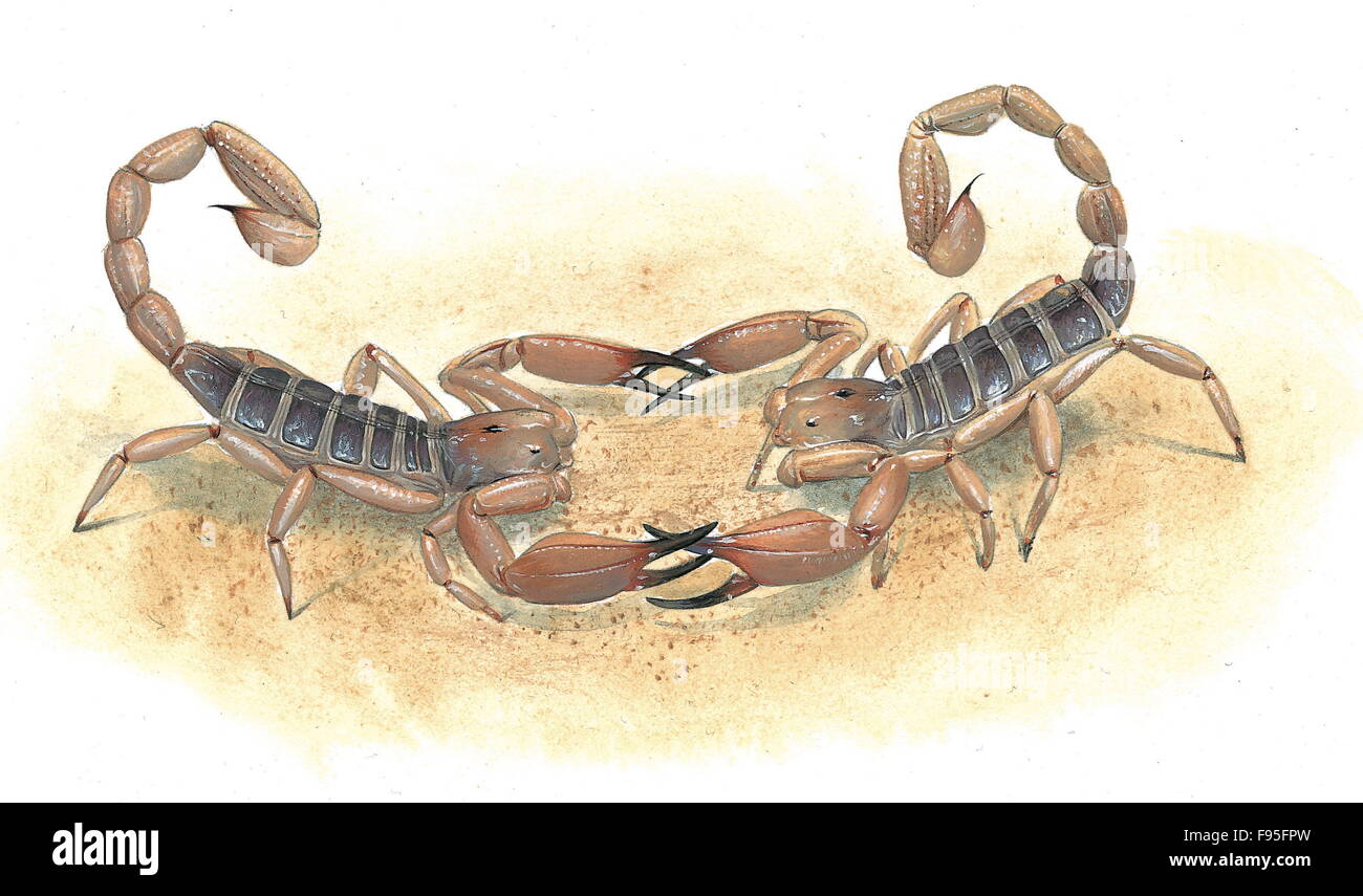 Scorpian insects illustration bugs scorpian hi-res stock photography ...