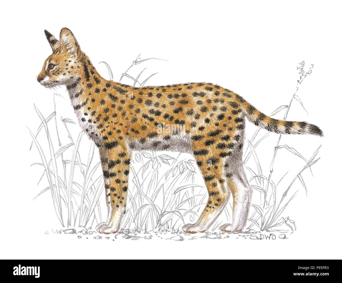 Serval illustration Cut Out Stock Images & Pictures - Alamy