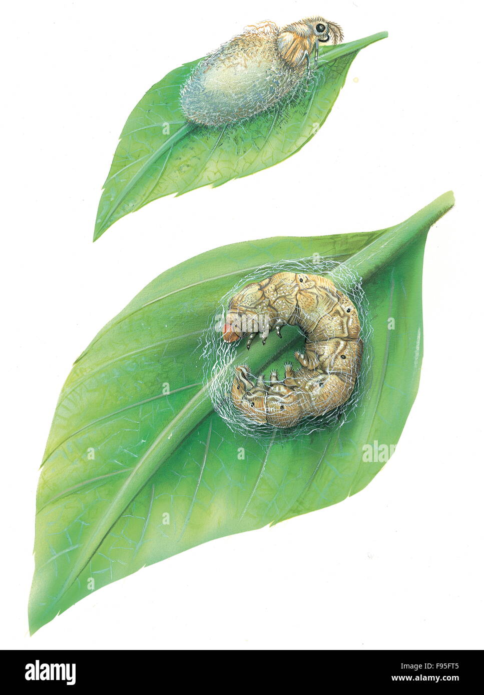 Silkworm insects illustration bugs silkworm hi-res stock photography ...