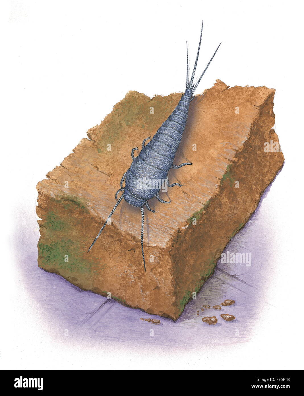 Silver fish insects illustration silver fish hi-res stock photography ...