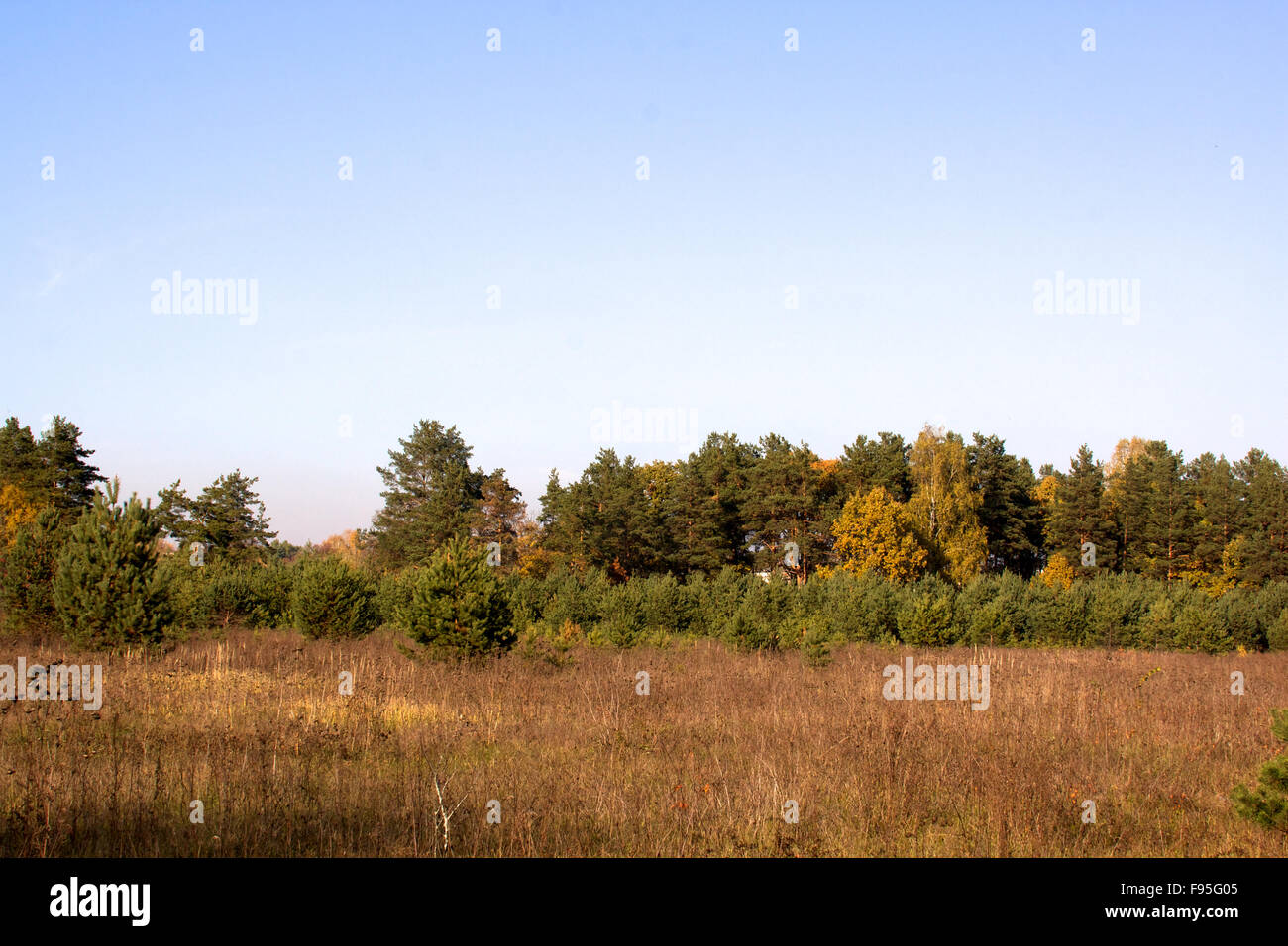 Beautiful landscape. Field and edge of forest Russia Stock Photo - Alamy