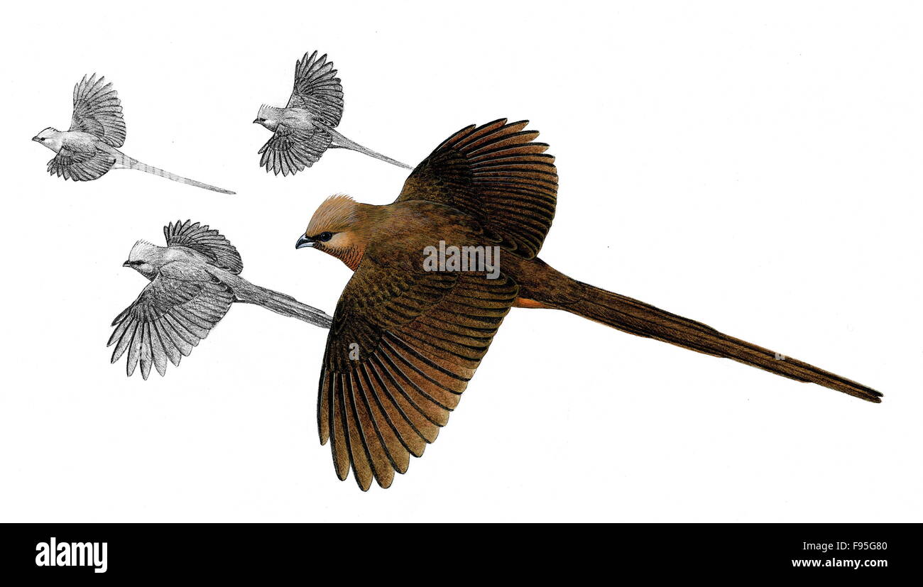 Coliiformes hi-res stock photography and images - Alamy