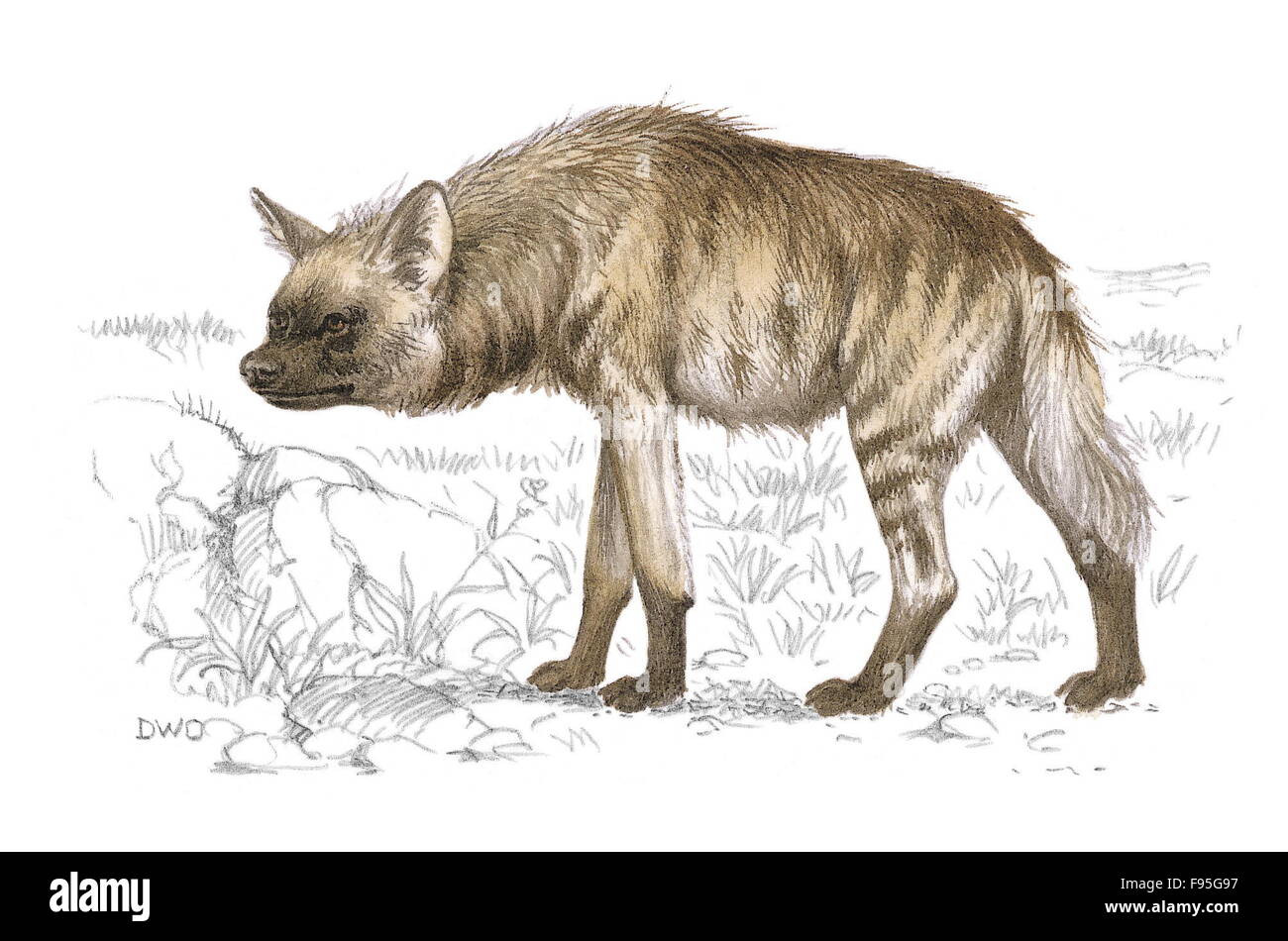 Striped Hyena Drawing