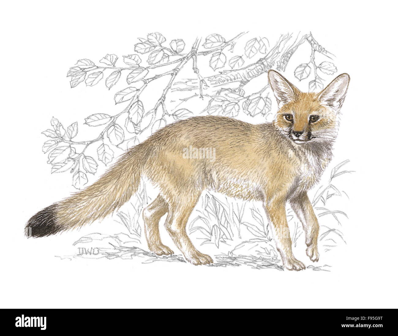 Fennec fox illustration hi-res stock photography and images - Alamy