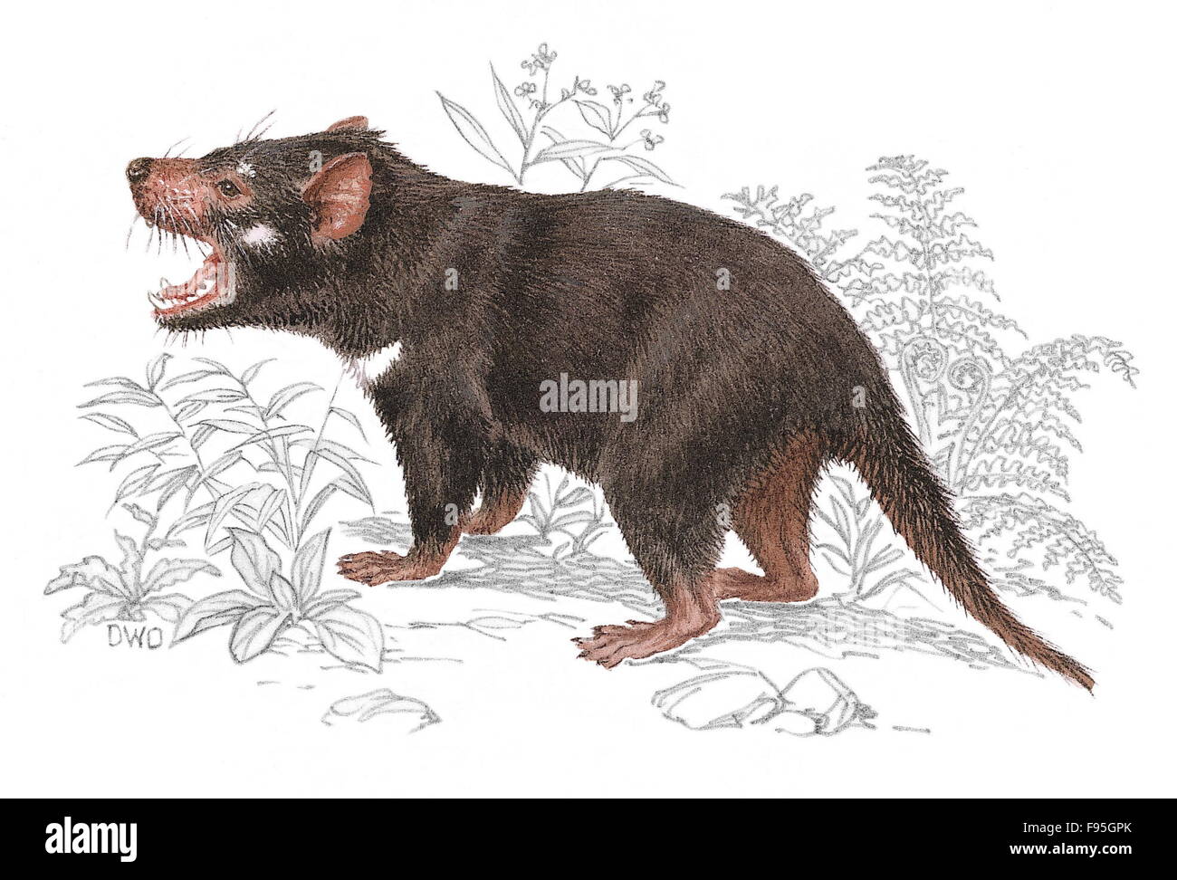 Dasyuromorphia hi-res stock photography and images - Alamy