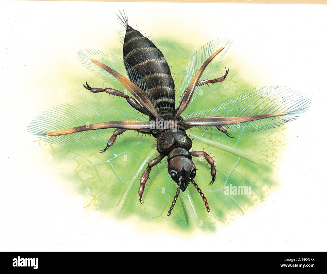 Thysanoptera hi-res stock photography and images - Alamy