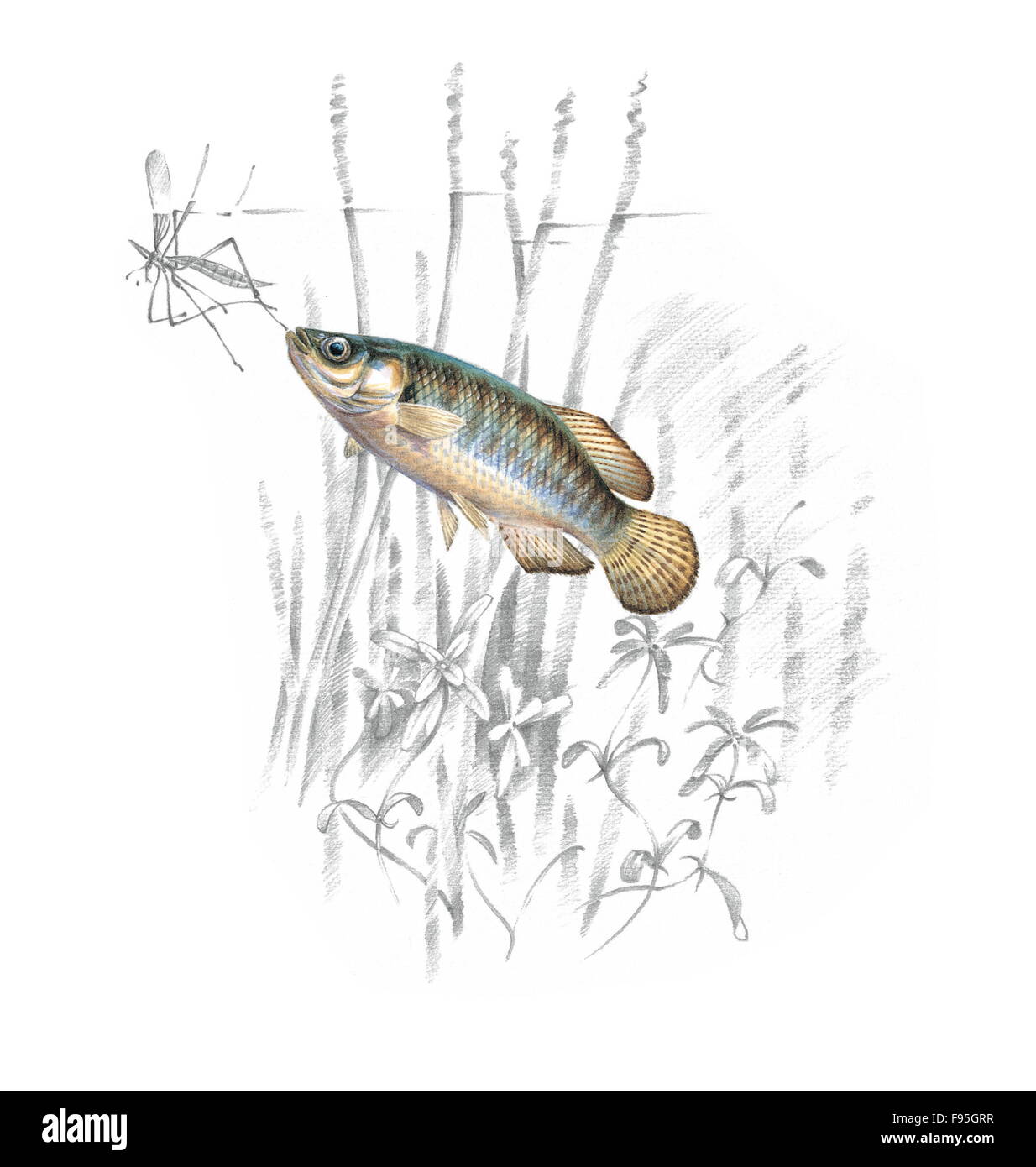 Toothcarp illustration endangered fish toothcarp hi-res stock ...