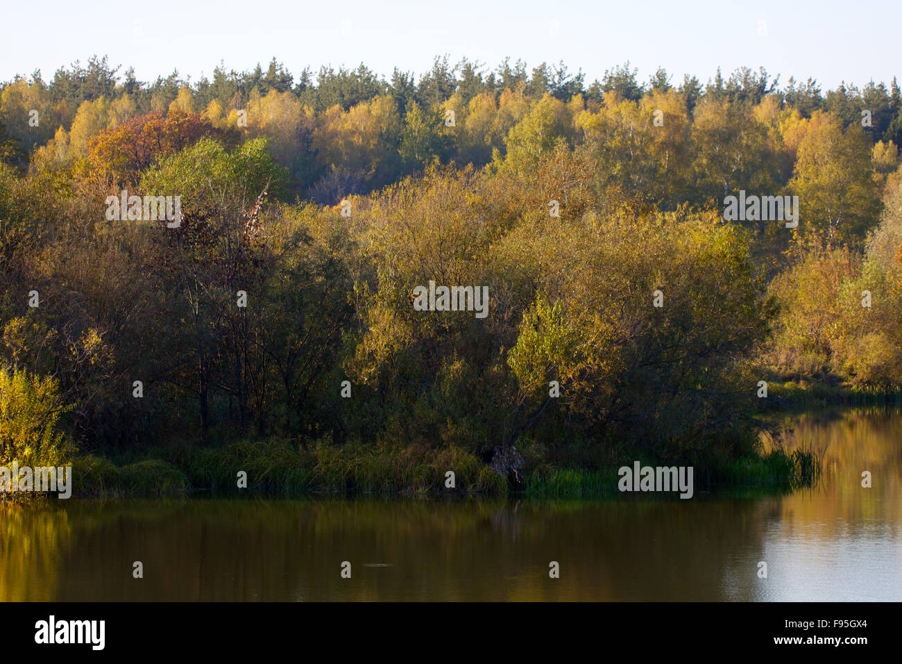 Beautiful landscape. Field and edge of forest Russia Stock Photo - Alamy