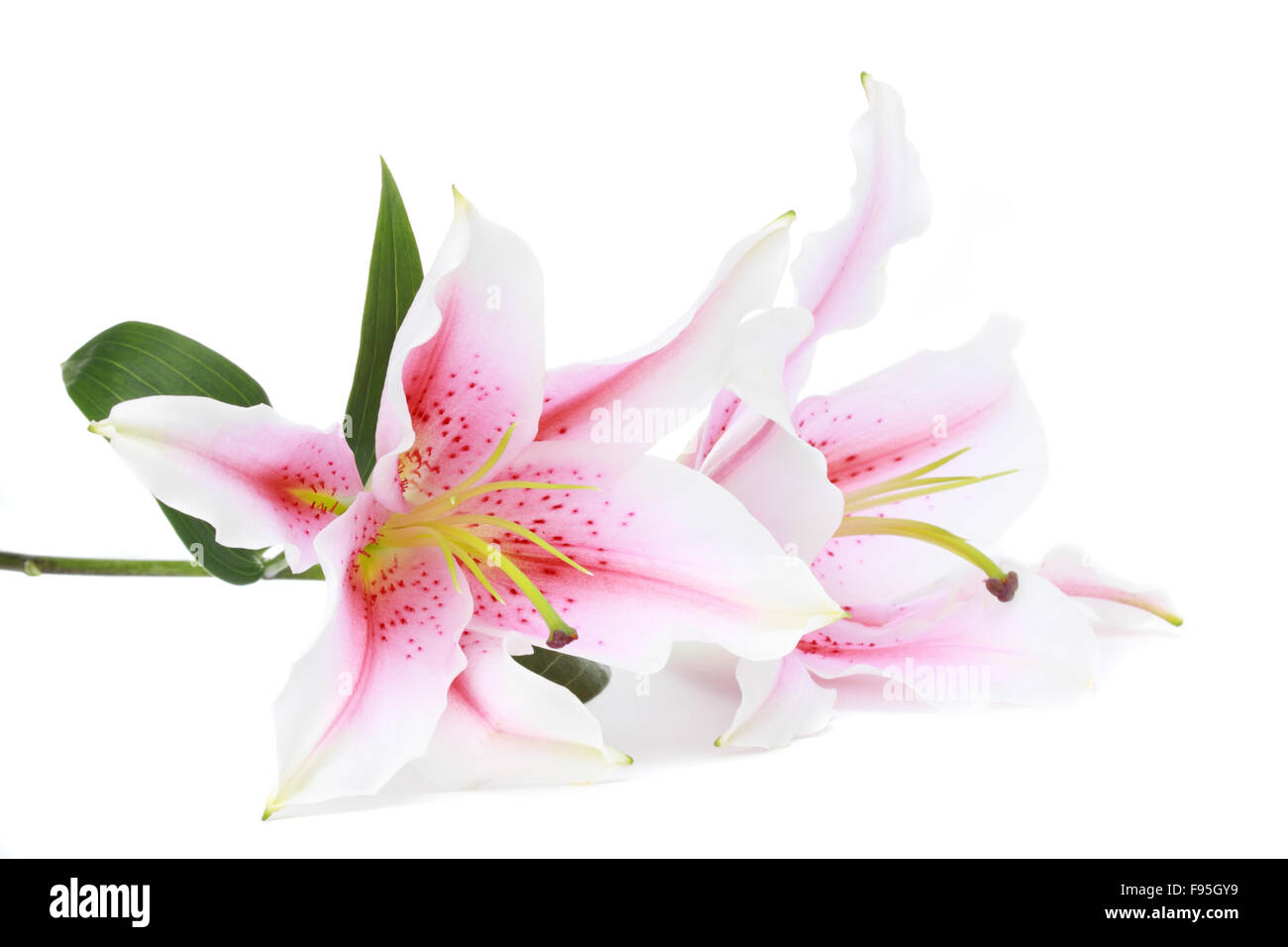 Open white lilies Cut Out Stock Images & Pictures - Alamy