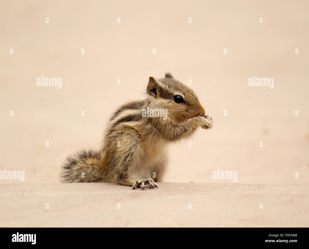 Squirrel : Very intelligent and peace loving creature Stock Photo - Alamy