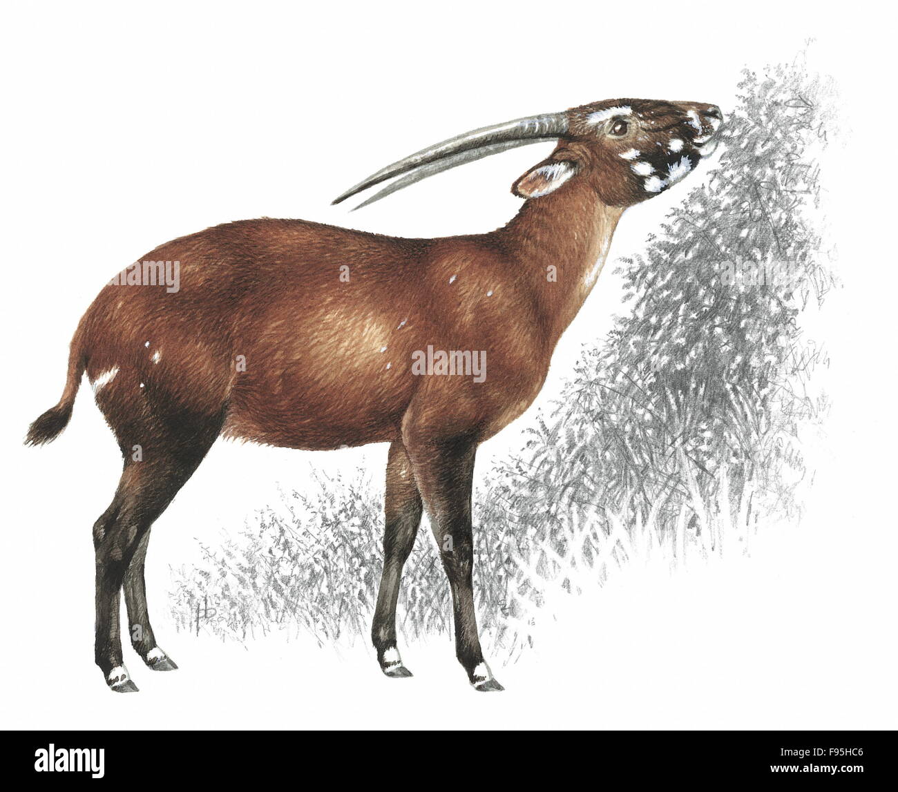 Saola vu quang hi-res stock photography and images - Alamy