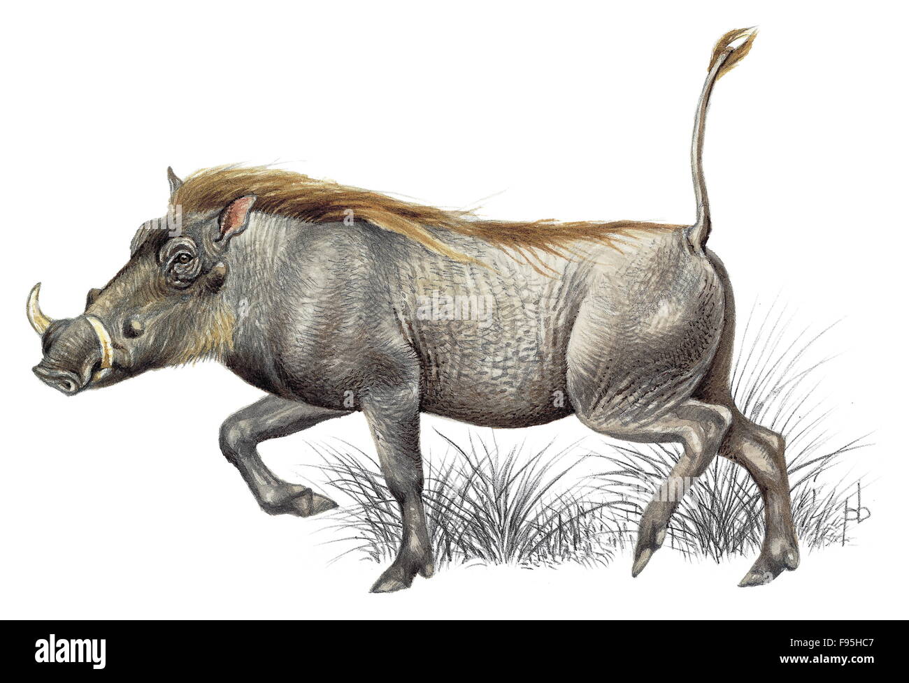 Wart hog Cut Out Stock Images & Pictures - Alamy