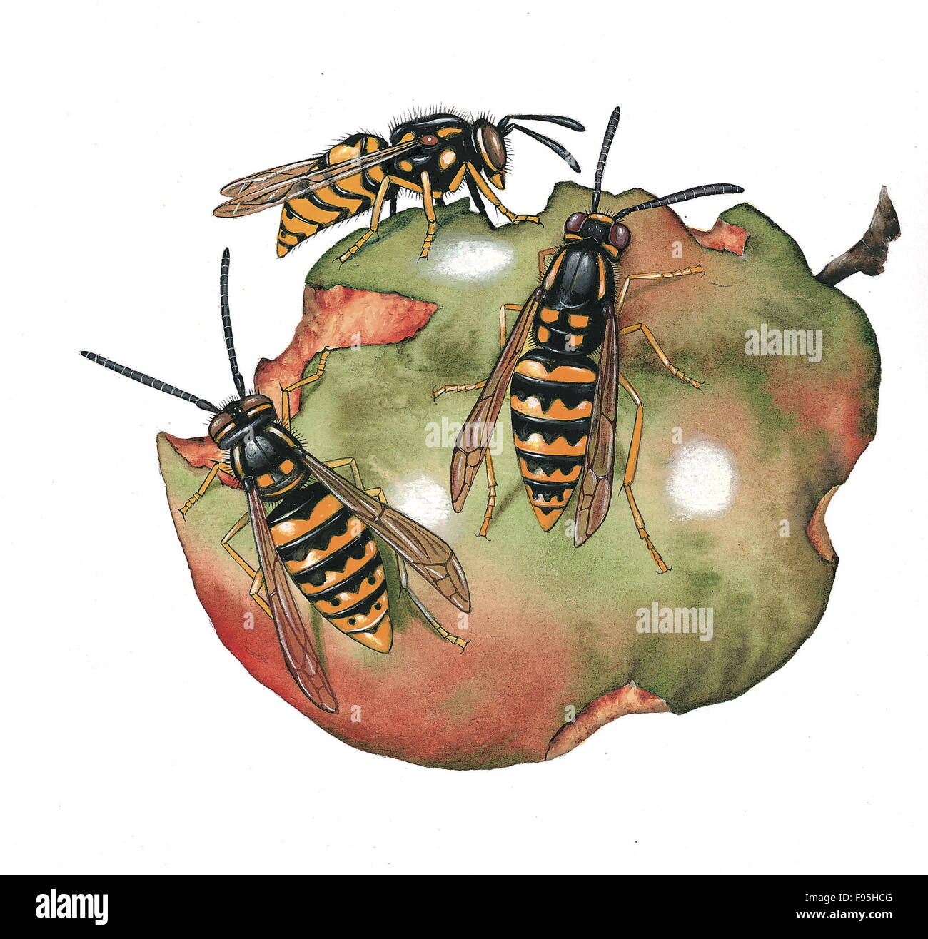 Parasitic wasps hi-res stock photography and images - Alamy