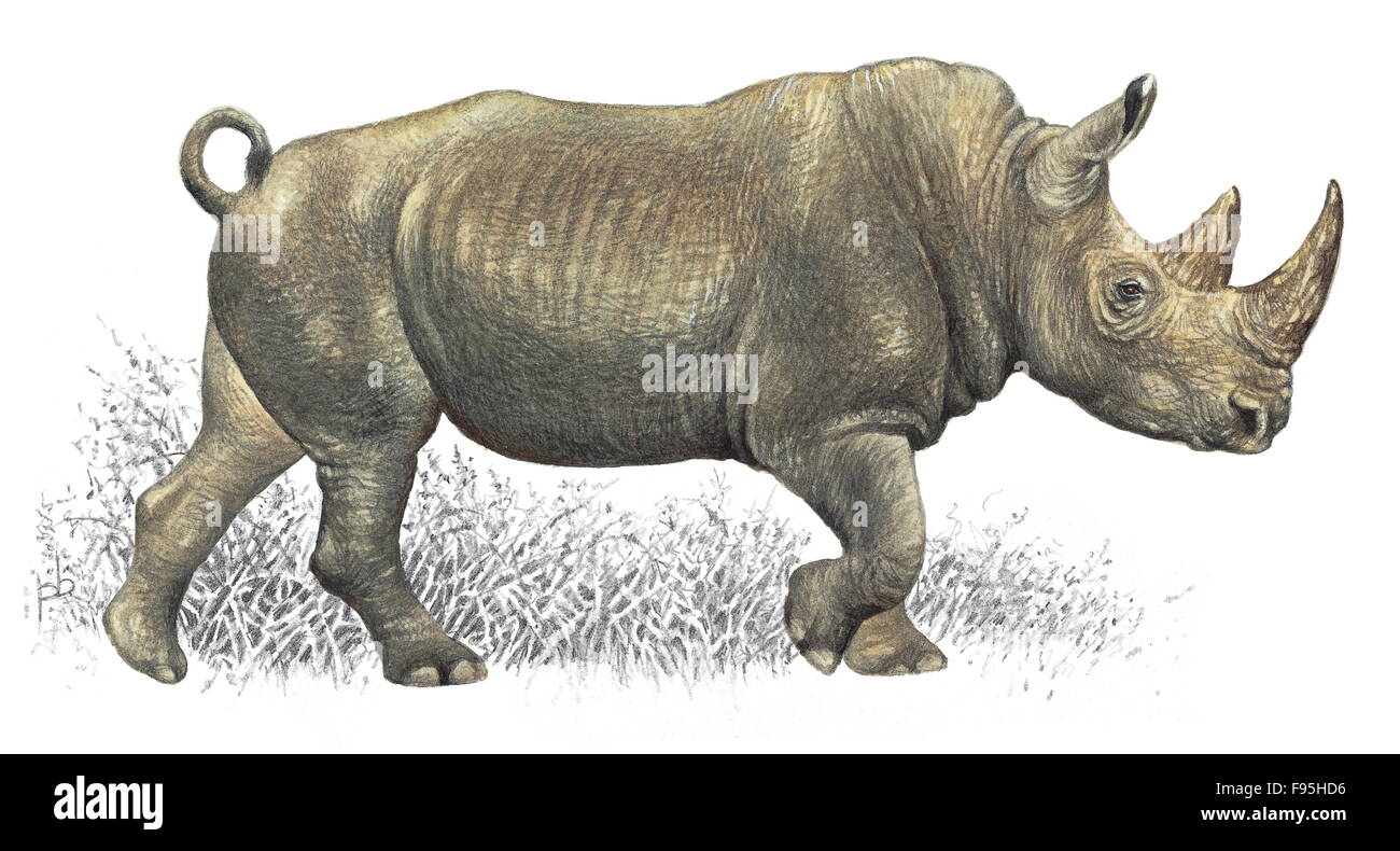 Rhino rhinoceros ceratotherium simum Cut Out Stock Images & Pictures ...