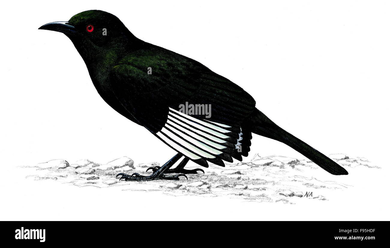 Chough illustration hi-res stock photography and images - Alamy