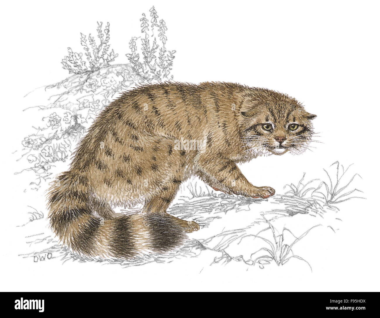 Wildcat illustration hi-res stock photography and images - Alamy