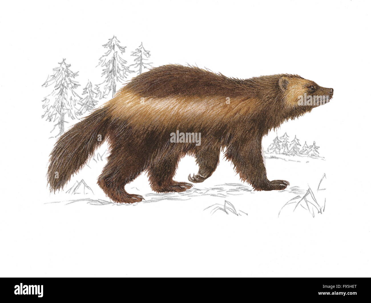 Wolverine illustration animal wolverine gulo gulo hi-res stock ...