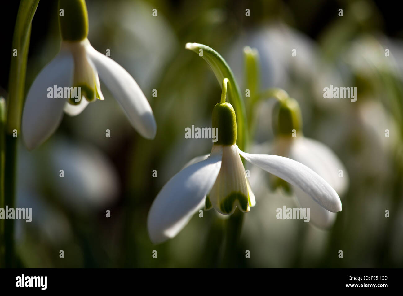 detail of a snowdrop flower in spring Stock Photo - Alamy