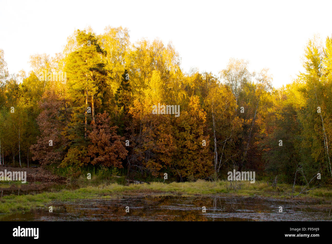 Beautiful landscape. Field and edge of forest Russia Stock Photo - Alamy