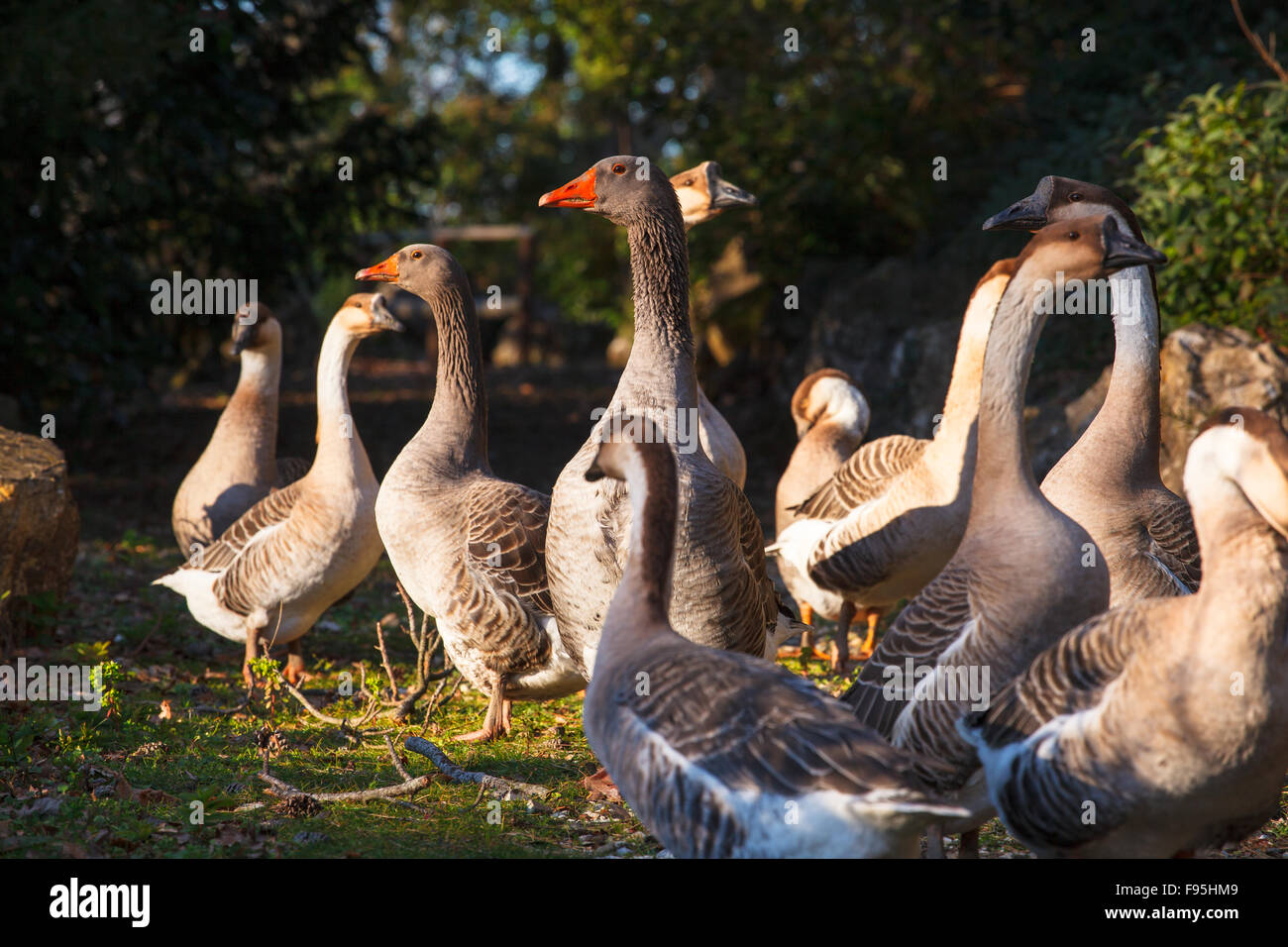 View of many goose in the countryside Stock Photo - Alamy