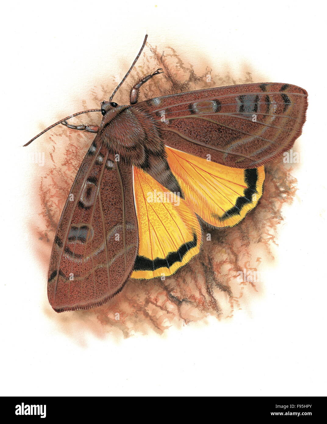 Large Yellow Underwing Stock Photo - Alamy