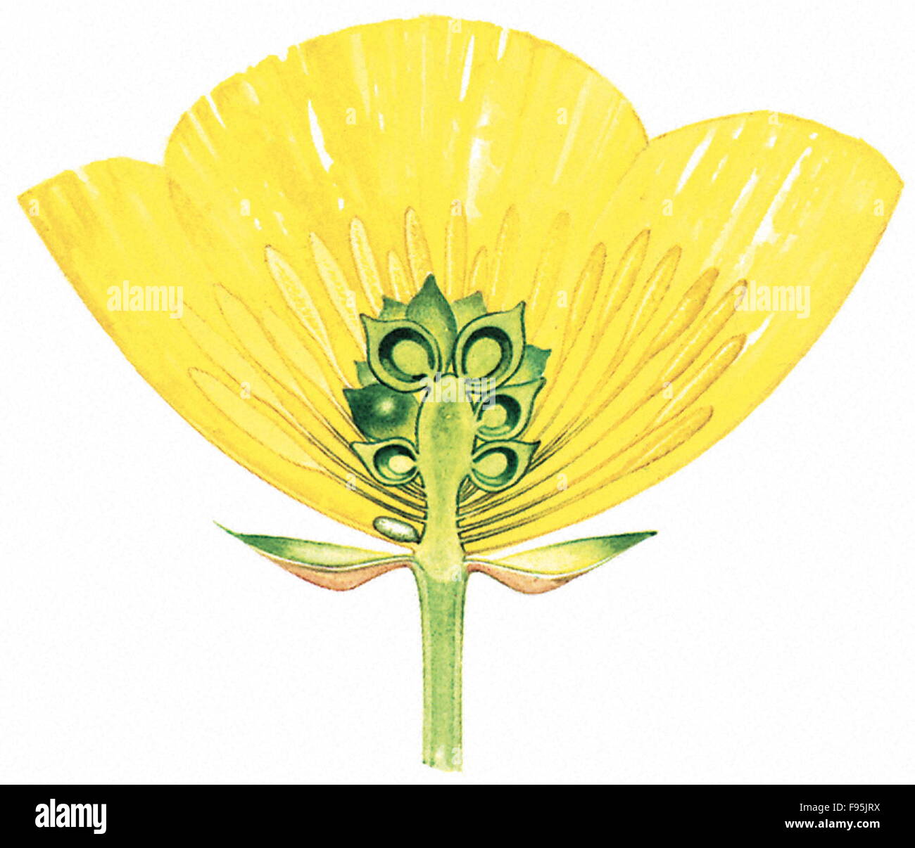 Buttercup Illustration High Resolution Stock Photography and Images - Alamy