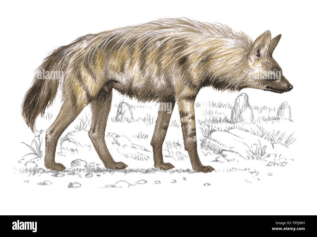 Aardwolf Drawing
