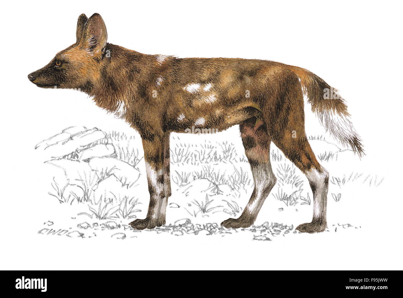 Hunting dog historical Cut Out Stock Images & Pictures - Alamy