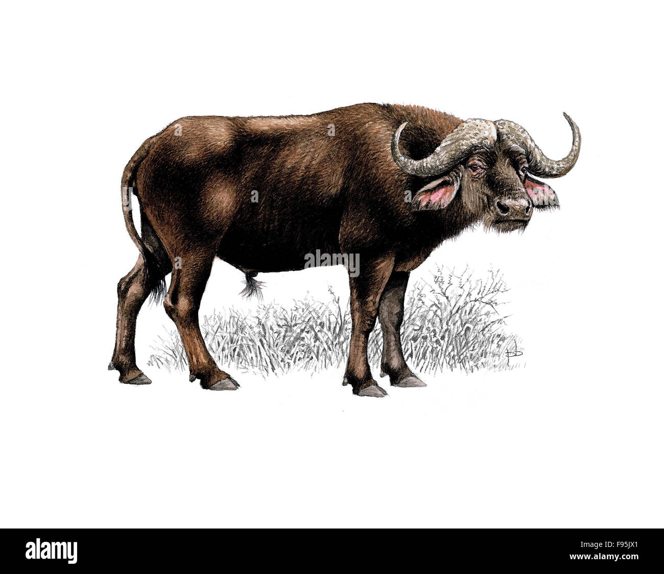 Buffalo illustration hi-res stock photography and images - Alamy