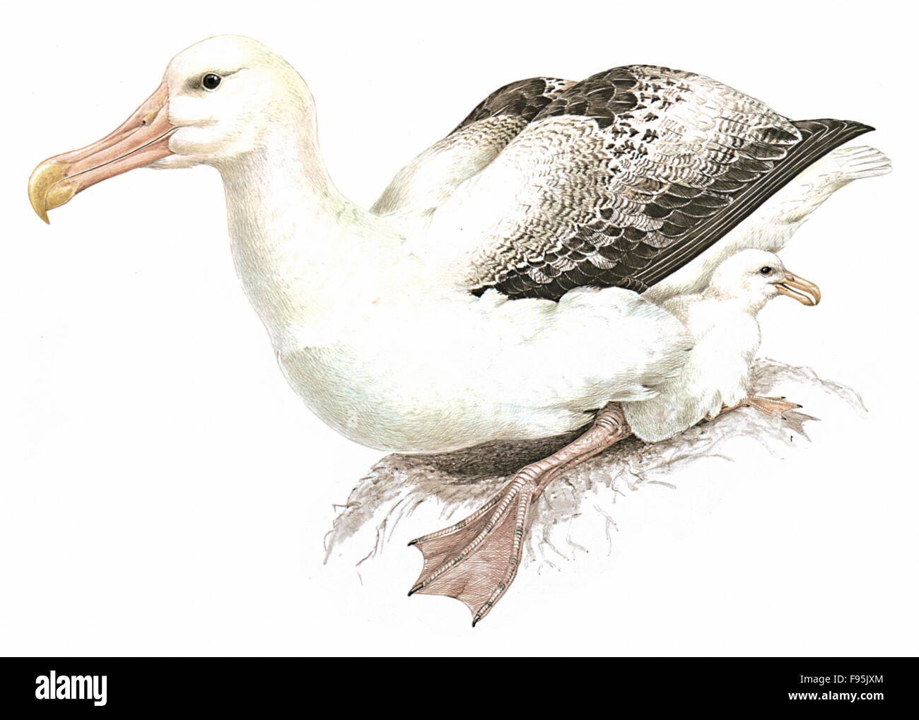 Illustrations albatross hi-res stock photography and images - Alamy