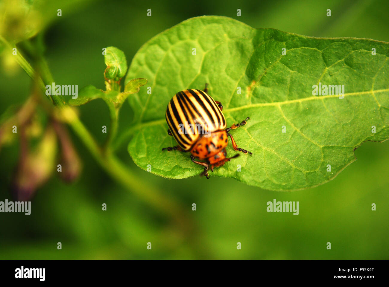 Beetle foot hi-res stock photography and images - Alamy