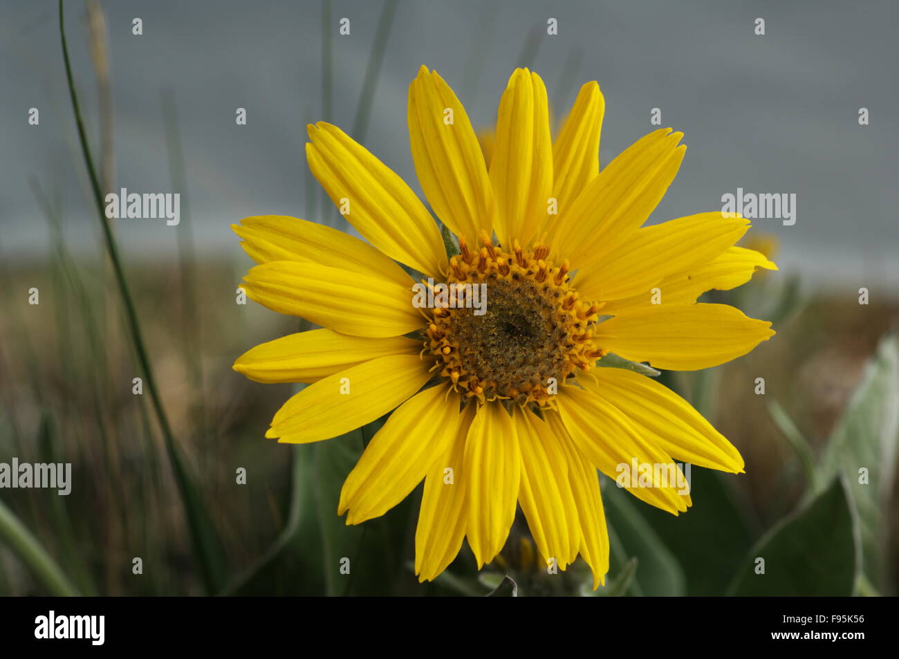 Arrowroot Balsam Root Stock Photo - Alamy